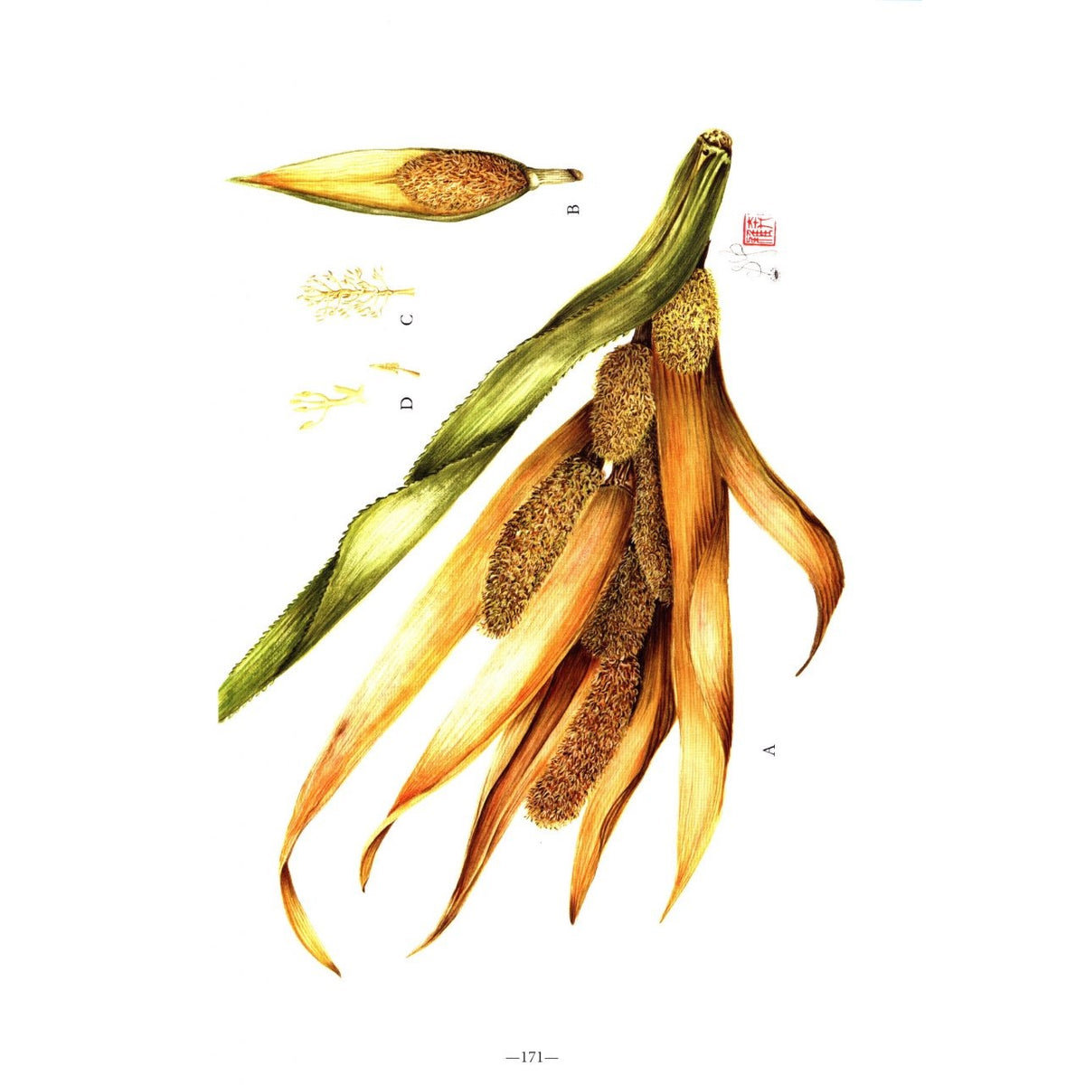 Portraits of Trees of Hong Kong and Southern China – Asia Society Hong ...